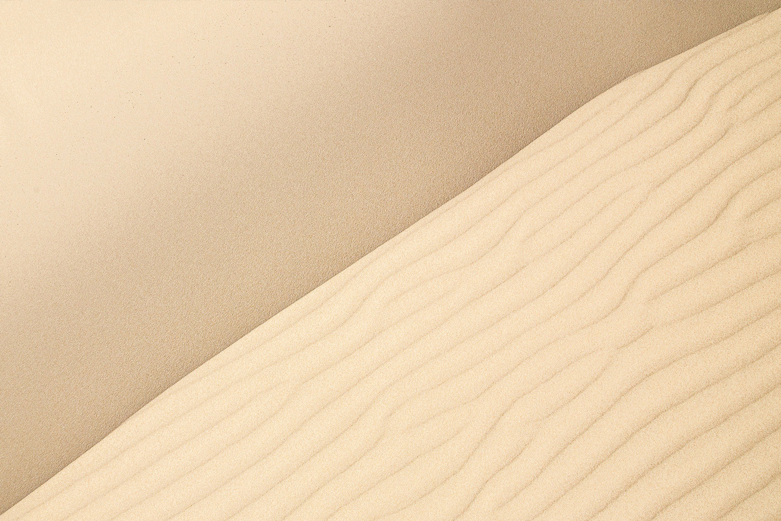 Desert Sand - Les Nouveaux Potagers